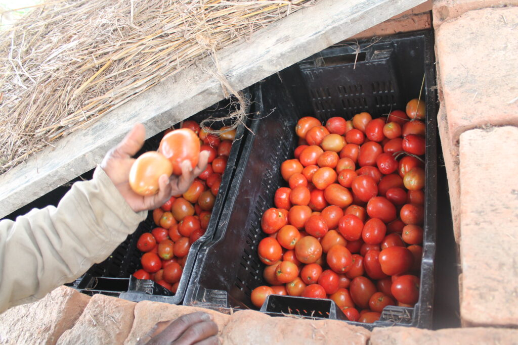 Empowering Tanzanian Farmers: The Tomato Value Chain Strategic ...