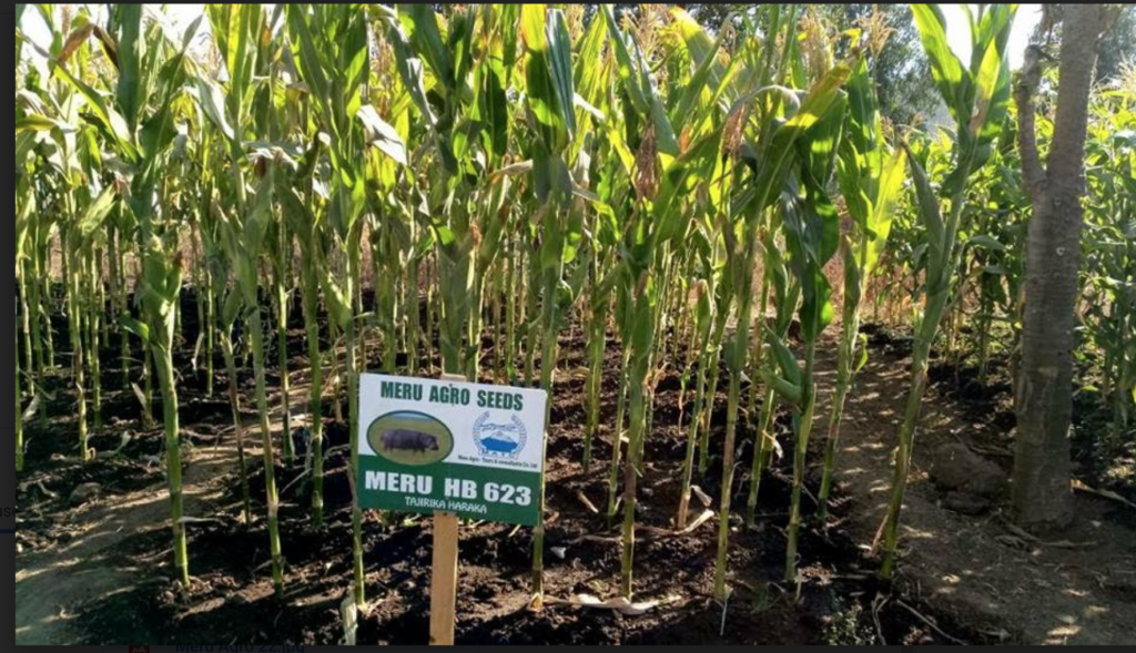 Meru Agro: How we grew our seed multiplication business – Kilimo Kwanza