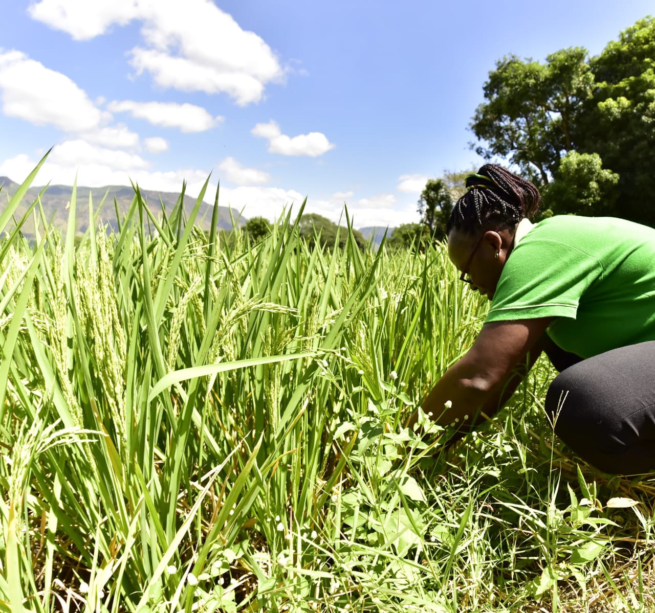 Kilimo Kwanza – A New Look at Africa's Agriculture
