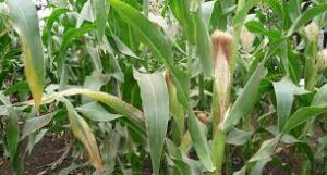 Tanzania Agriculture Development Bank (TADB) Reinforces Commitment to ...