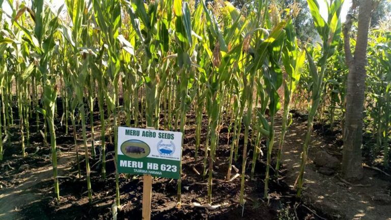 Kilimo Kwanza – African Agriculture and Food Systems