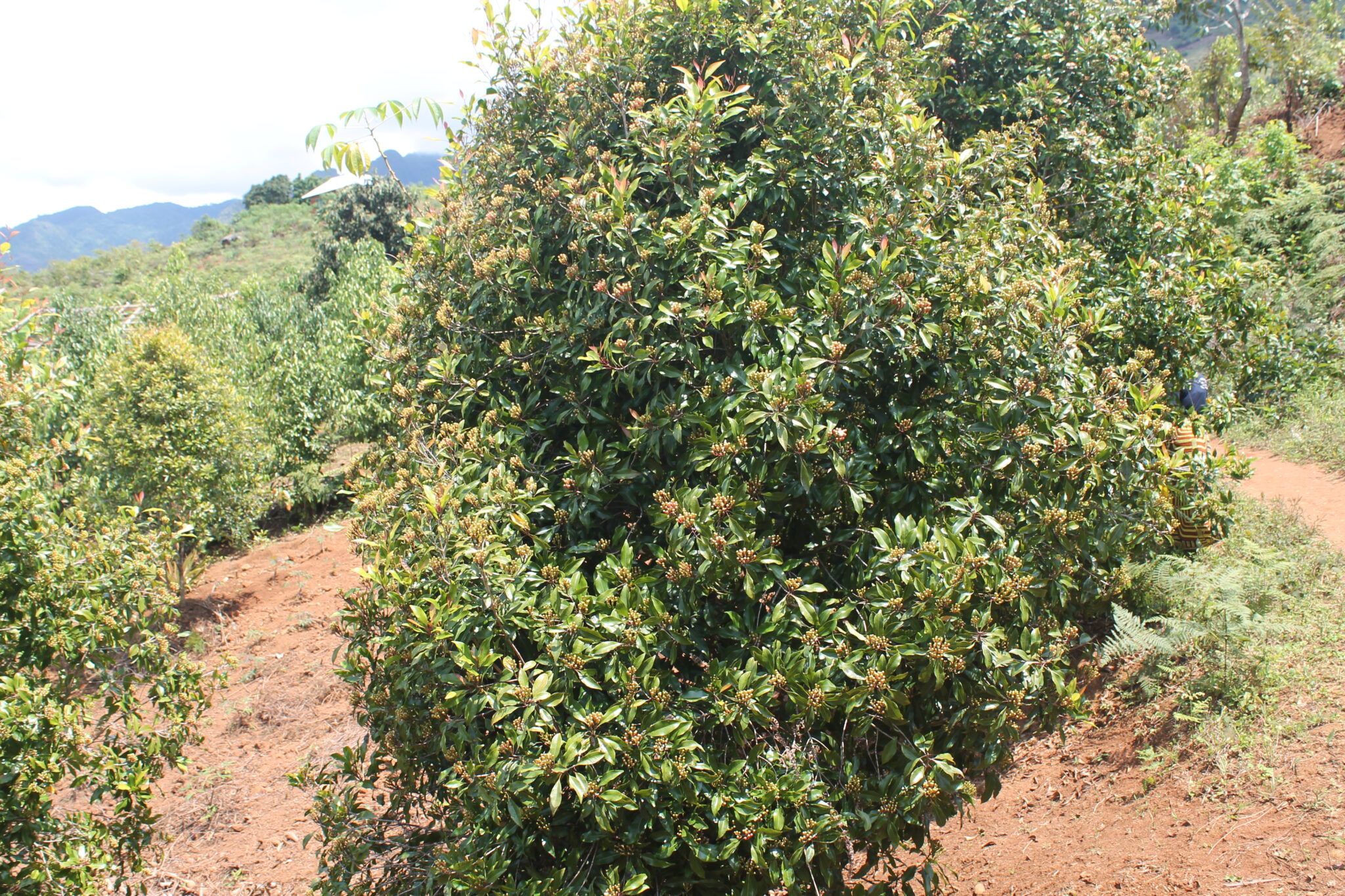 From Soil to Harvest, Improving Crop Performance with Agricultural Lime ...
