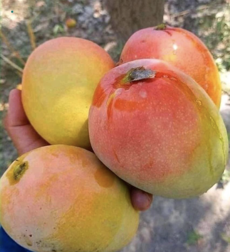 Mango Production in East Africa: Current Status, Challenges, and Future ...